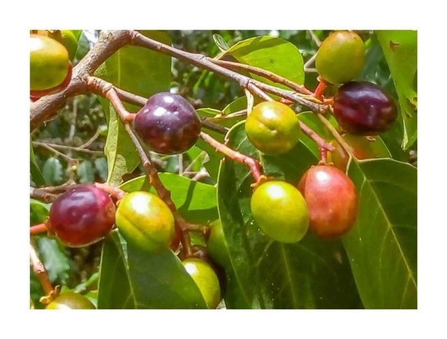 10X PRUNUS SEROTINA Subsp. Capuli Tardive Traubenkirsche Jardin Graines ...