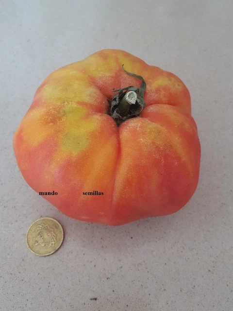 ANTIQUE TOMATO VARIETY Tomato Egg 50 Seeds - Garden Seeds £1.55 ...