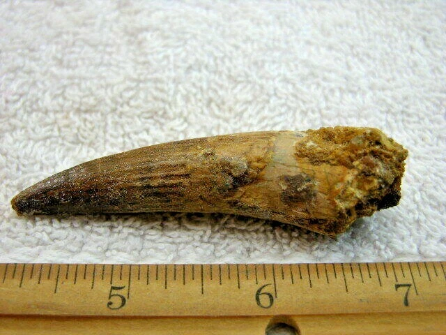 DINOSAUR FOSSIL TOOTH Spinosaurus Cretaceous Era bigger 3 inch long ...