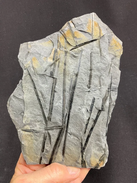 CARBONIFEROUS SIGILLARIOPHYLLUM, CYPERITES, fossil, Fossilien, Karbon ...