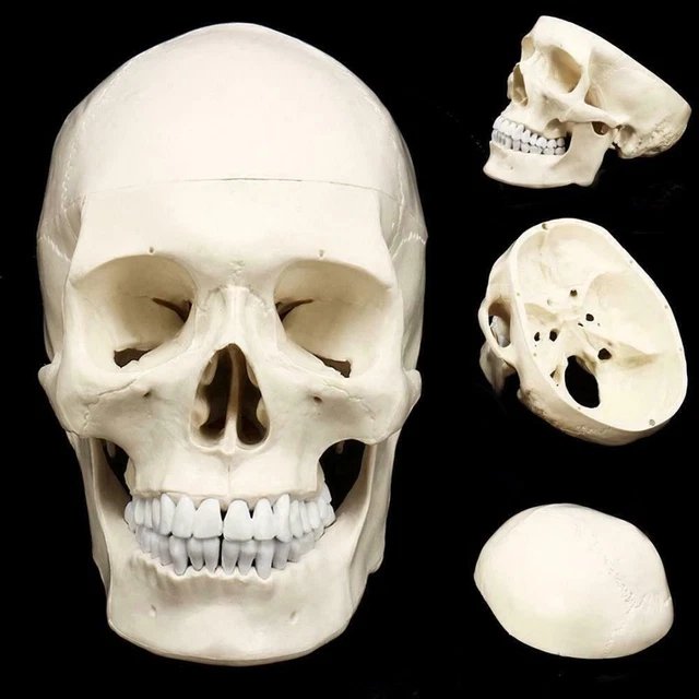 LIFE SIZE HUMAN Anatomical Anatomy Resin Head Bone Skull Model Teaching ...