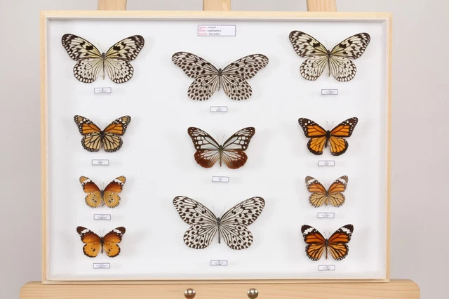 ENTOMOLOGIE LOT COLLECTION du Muséum des insectes du monde Lot N°19 ...