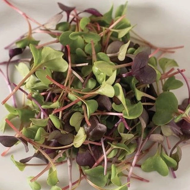 MICROGREENS MIX SEEDS 315+ Seeds VEGETABLES Mix Salad $8.99 - PicClick AU
