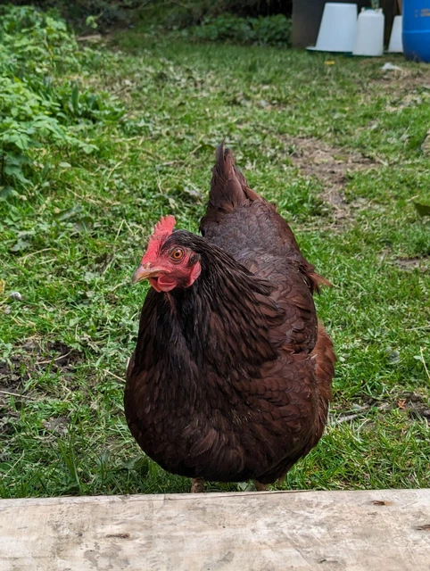 SHOW QUALITY PURE Heritage Breed Rhode Island Red Hatching Eggs X24 ...