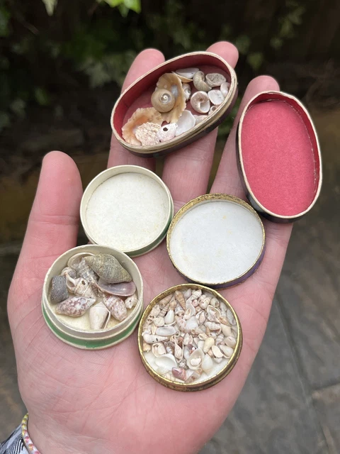 ANTIQUE VICTORIAN GRAND Tour Seashell Shells Specimens £55.00 - PicClick UK