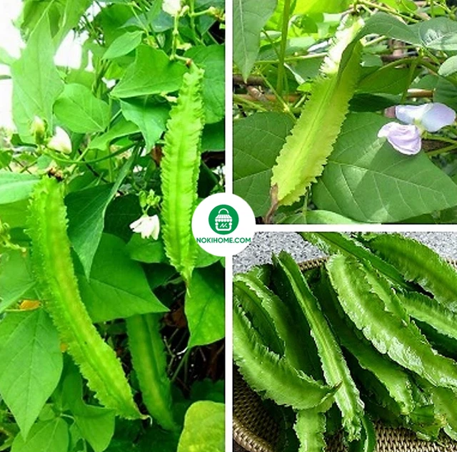 FAGIOLI ALA VERDE 100 semi Psophocarpus Winged Bean Nokihome - Dau Rong ...