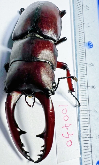 LUCANIDAE DORCUS COLEOPTERA beetles dynastes Lucanus P.a.dubernardi N ...