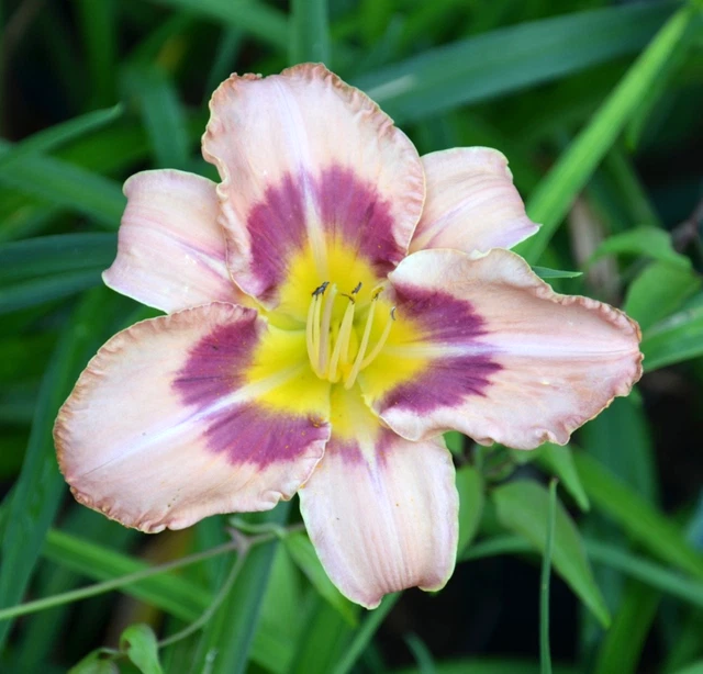 DAYLILY / HEMEROCALLIS - CHICAGO PICOTEE PROMISE - Hardy Perennial ...