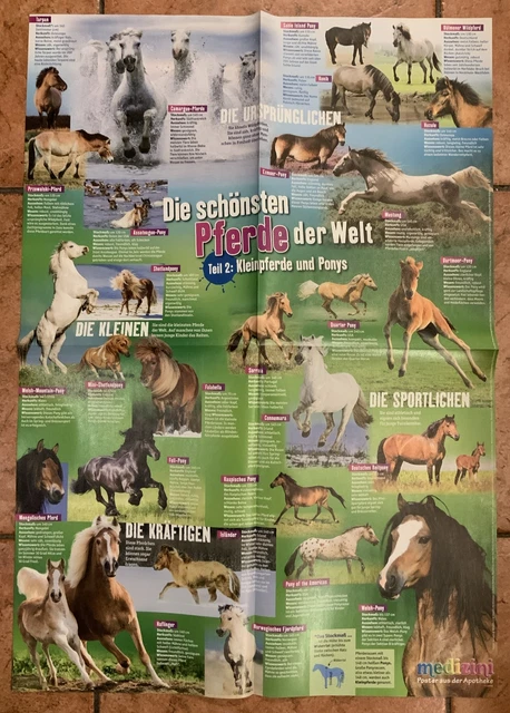 WISSENSPOSTER VON MEDIZINI, Die schönsten Pferde der Welt, Teil 2 ca ...