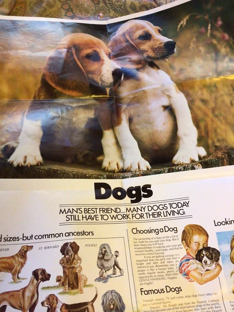 EXTRA LARGE DOGS PDSA POSTER WALLCHART , scarce , Retro £22.99 ...