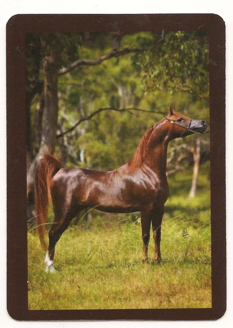 SINGLE SWAP PLAYING Card Beautiful Chestnut Arabian Arab Horse Horses ...