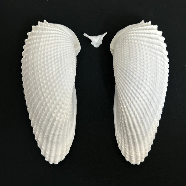 CYRTOPLEURA COSTATA (ANGEL Wing), 126mm+, PHOLADIDAE seashell from ...