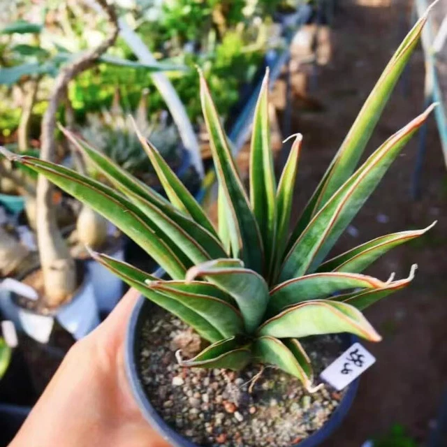 RARE ROOT TUBER Sansevieria trifasciata Prain Caudex Succulent plants ...