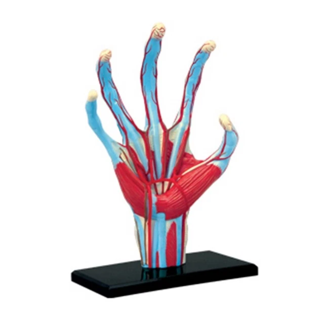 ANATOMY MODEL OF Hand with Muscles Ligaments Nerves and Arteries ...