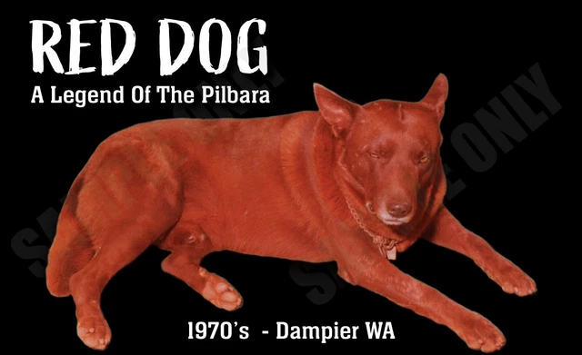 ORIGINAL RED DOG (photo 1970's) Magnet version 2 PILBARA $6.95 ...