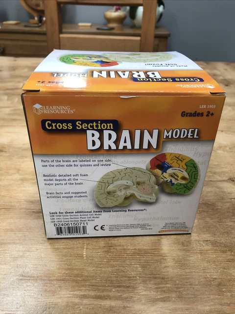 LEARNING RESOURCES CROSS-SECTION Human Brain Model (LER 1903) £15.00 - PicClick UK