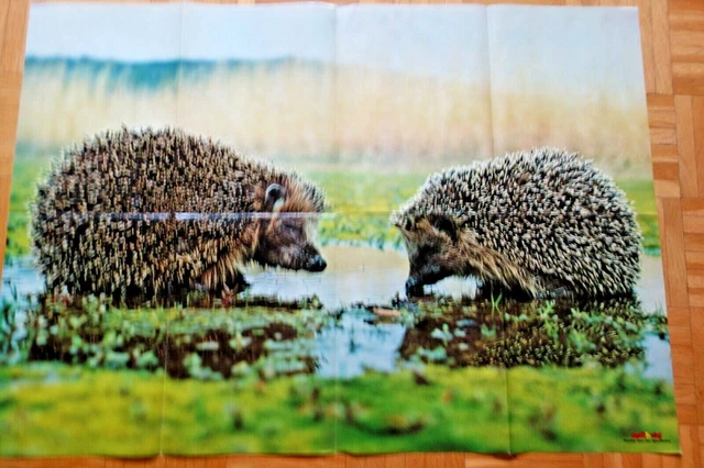 MEDI&ZINI POSTER 'IGEL im Wasser ' 5/82 EUR 2,99 - PicClick DE