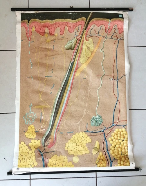 VINTAGE GERMAN 1940S Medical Canvas Paper Anatomical Medical Large ...
