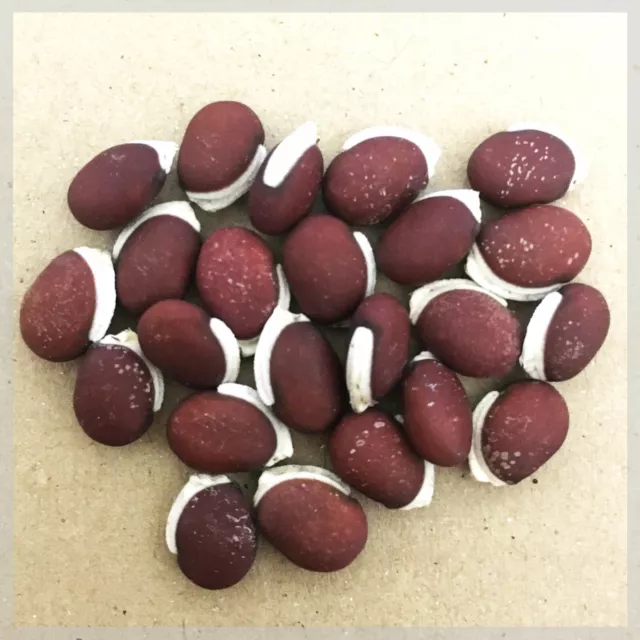 20 GRAINES DE Pois boucoussou - (Lablab purpureus) - Hyacinth bean EUR ...