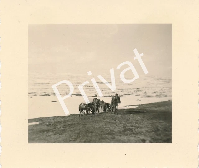 FOTO WK2 GEBIRGS-ARMEEKORPS XIX Narvik Gebirgsjäger mit Muli Norwegen ...