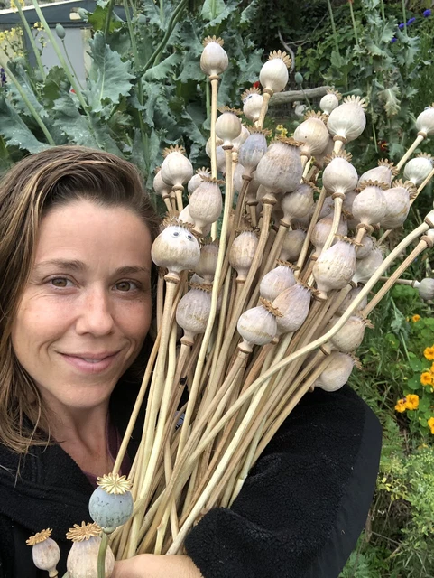 GIANT BUDDHA POPPY Heirloom Somniferum Poppy 500 seeds FOOLPROOF ...