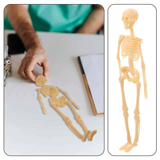 SHOULDER ANATOMY MODEL Human Body Toys for Kids Skeletal System Bones £ ...