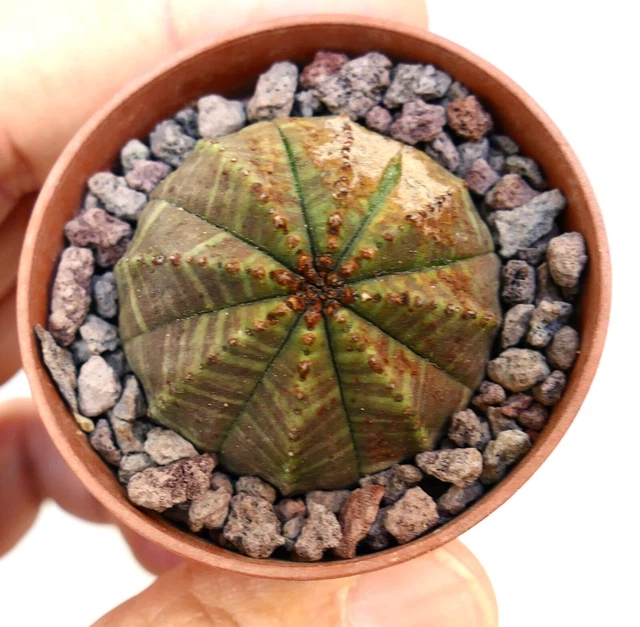 EUPHORBIA OBESA STRIATA YY8 NO crested astrophytum aztekium EUR 5,00 ...