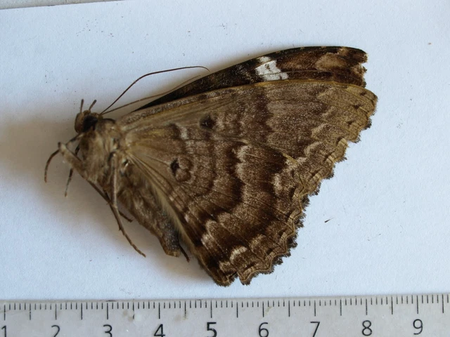 LETIS-SATURNIDAE-SPHINGIDAE-NOCTUIDAE-BUTTERFLIES-MOTHS EUR 3,50 ...