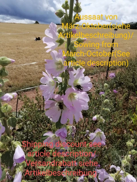 BLEICHE STOCKROSE, ALCEA pallida, Hollyhock, 50 seeds, samen ...