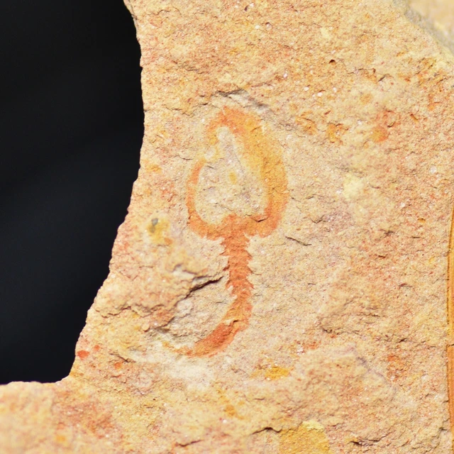 UKNOWN CARPOID ECHINODERM, Guole Biota, Upper Cambrian of China $0.99 ...