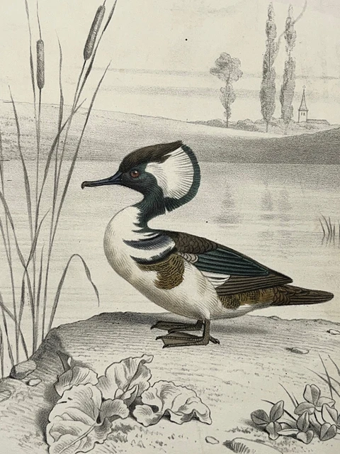 EDOUARD TRAVIES HARLE COURONNE Oiseau LITHOGRAPHIE Animalia XIX° EUR 39 ...
