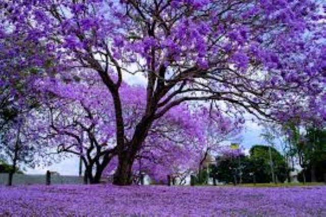 JACARANDA MIMOSIFOLIA BLUE FLAMBOYAN rare flowering tree seed 20 seeds ...
