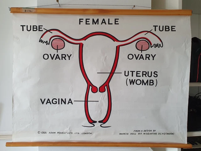 ADAM ROUILLY 1966 'Female' Anatomy vintage scientific poster ready to ...