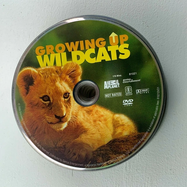DISC ONLY - Animal Planet: Growing Up Wildcats (DVD) $8.08 - PicClick CA