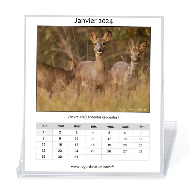 CALENDRIER PHOTO 2024 les animaux de la forêt chevalet bureau 12 mois ...
