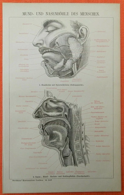 Anatomy Human Ent Oral Cavity Nose Cavity Tongue Larynx Lithograph 1899