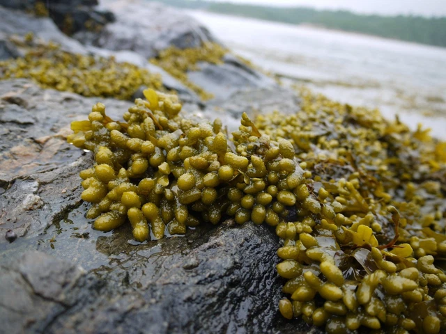 BLADDERWRACK CUT TEA High Quality Loose Leaves Tea Grade Herbal £2.08 ...