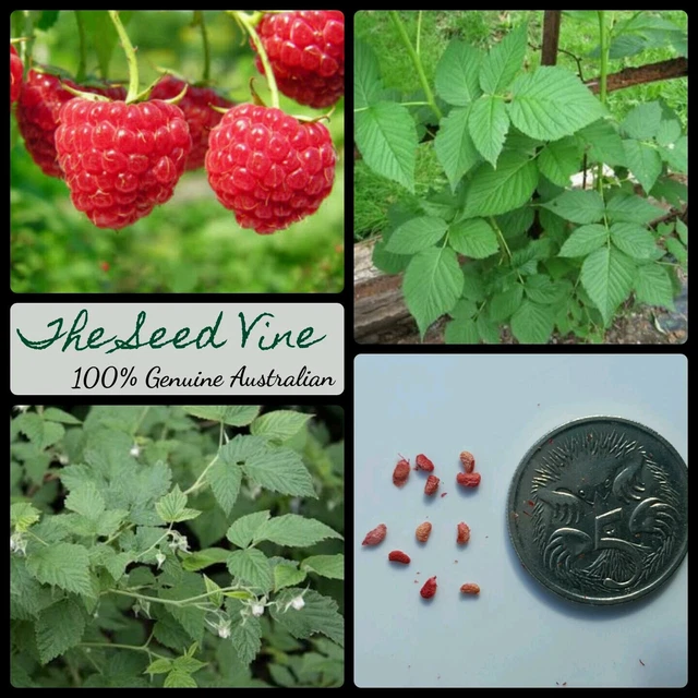 50+ ORGANIC RED RASPBERRY SEEDS (Rubus Idaeus) Sweet HEIRLOOM High ...