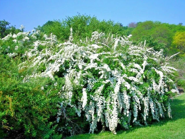 7 WEEPING DOUBLE white May Bush Spiraea garden plants hardy hedge shrub ...