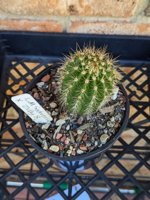 L.M SOEHRENSIA X Zelly 8 Cactus Plant Seedlings Echinopsis $16.50 ...
