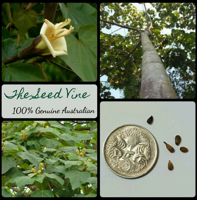 20+ BALSA TREE SEEDS (Ochroma pyramidale) Rare Tropical Craft Fast ...