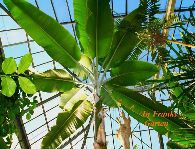 MUSA X PARADISIACA, banana da frutto, banana da cucina, pianta da vaso ...