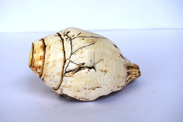 ANTIQUE HINDU TEMPLE Off White Crown Conch Sea Shell Trumpet Horagi ...
