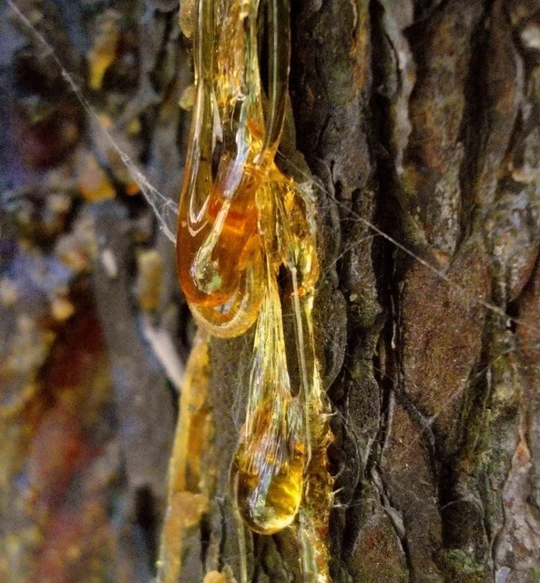 3XSAVON NATUREL AU Goudron de Houille 60g - Eczéma Psoriasis ...