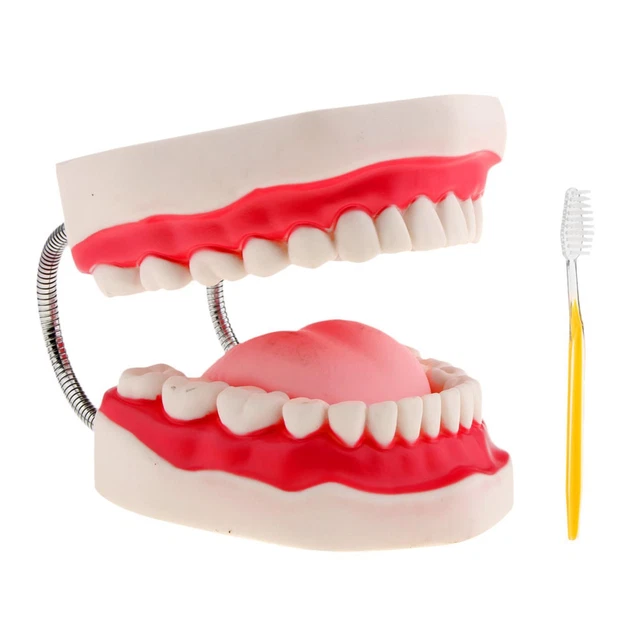 ORAL HUMAN MOUTH Teeth Tongue Model Teaching Tool Display Magnification ...