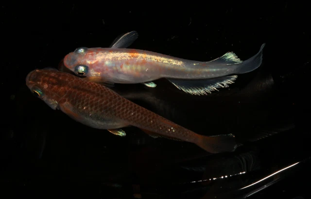 MEDAKA EIER REISFISCHE - Red Cliff Polymorphic - Wide Fin EUR 30,00 ...