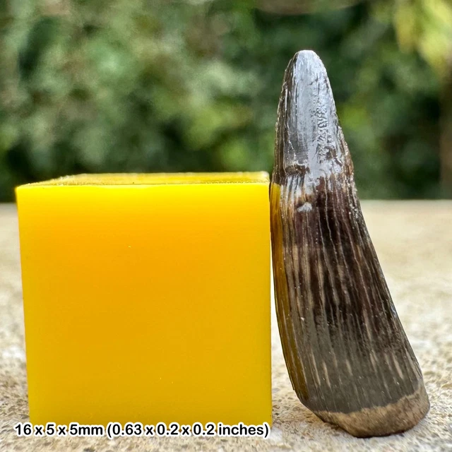RARE TELEOSAURUS FOSSIL Tooth - Crocodile-Like, Jurassic Era, Ardley ...