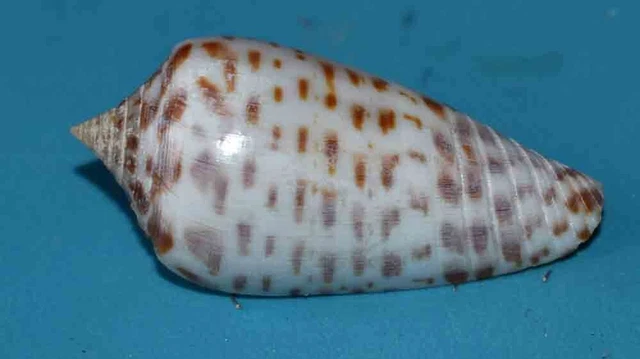 SEA SHELL - COQUILLAGES - CONIDAE - CONUS STRAMINEUS - 37.90mm EUR 10 ...