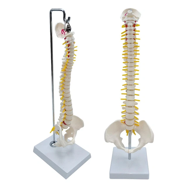 SPINE MODEL VERTEBRAL Column Anatomy for Classroom Kids Learning ...