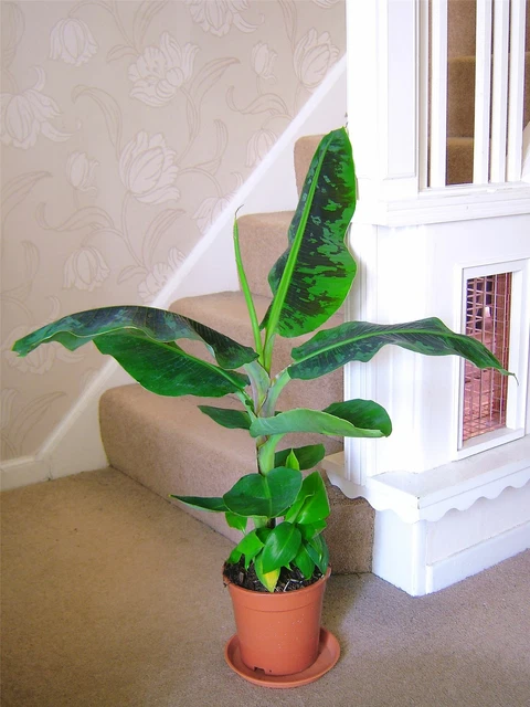 PIANTA DI BANANA di sangue Musa Nana Cavendish sempreverde albero da ...